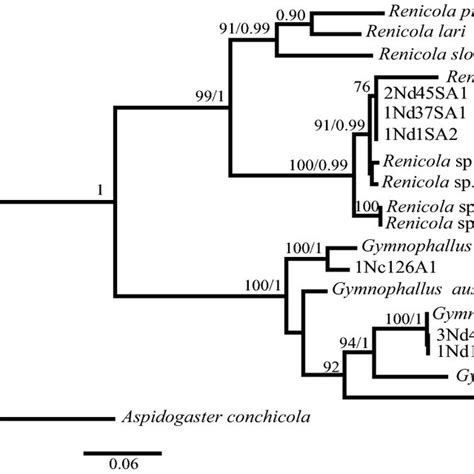 Phylogenetic Reconstruction Based On Concatenated Genes 18s Rrna 28s