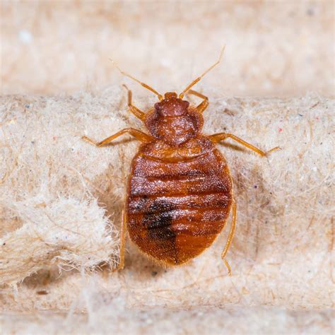 Bedbug Pest Control Services Youngs Pest Control