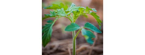 Ai Seminar Series Artificial Intelligence At Uq University Of Queensland