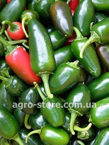 GL Seeds - Перец острый Халапеньо - Купить семена, товары для сада ...