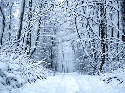 Download Ai Generated Trees Forest Royalty Free Stock Illustration Image Pixabay