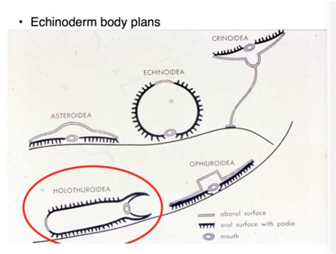 Lecture 18 Echinodermata 3 Flashcards Quizlet