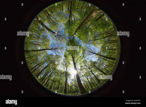 Tree Canopy Hi Res Stock Photography And Images Alamy