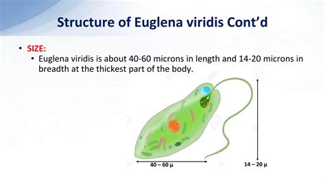 Phylum Euglenophyta Euglena Pptx