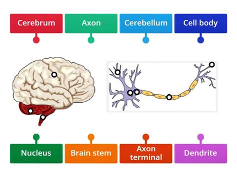Label The Brain And Neuron Labelled Diagram
