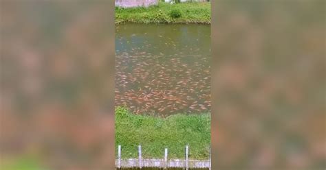 Pria Bantul Manfaatkan Lahan Bekas Galian Batu Bata Untuk Ternak Nila Punya Potensi Besar