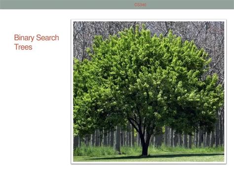 Ppt Binary Search Trees Powerpoint Presentation Free Download Id
