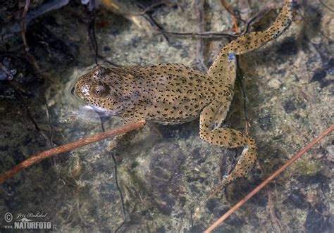 Yellow Bellied Toad Photos Yellow Bellied Toad Images Nature Wildlife