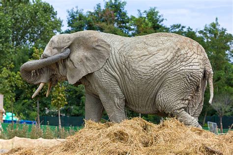 60 Elepant Fotografías De Stock Fotos E Imágenes Libres De Derechos