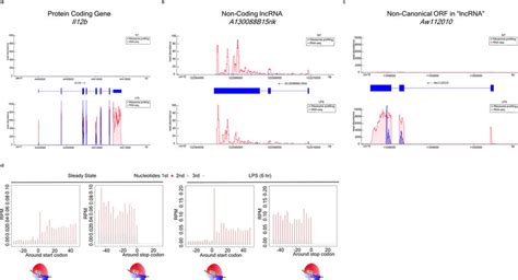 Ribosome Profiling Rna Seq Read Tracing And Riborf Analysis Ad
