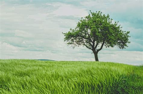 Decision Tree In Python Using Scikit Learn The Complete Guide With