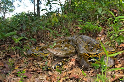 Python Swallows Woman Whole In Indonesia New Vision Official