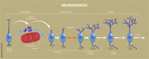 3d Isometric Flat Vector Illustration Of Neurogenesis Neuron Development Process Steps Stock