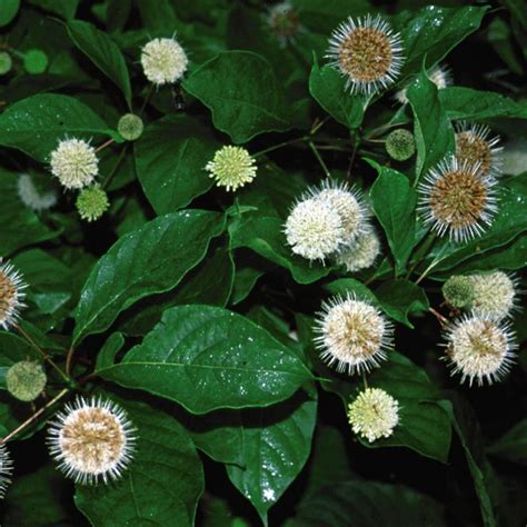Common Buttonbush Plant Addicts