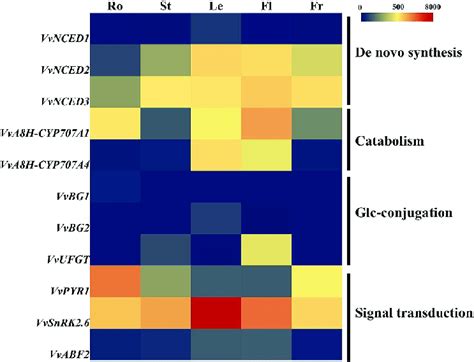 Heat Map Showing The Expression Of Genes Encoding Rate Limiting Enzymes Download Scientific