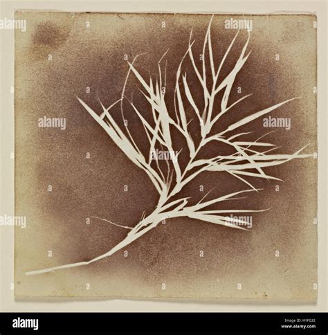 William Henry Fox Talbot Was A Pioneer In Photography This Photogenic