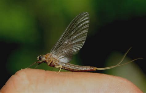 Video How To Tie An Isonychia Parachute Orvis News