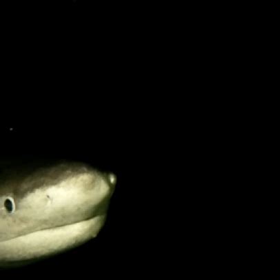 Dumb Gulper Shark