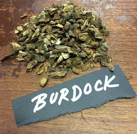 Burdock Root Aromags Botanica
