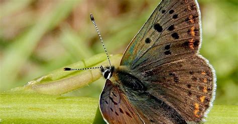Behandeling Hyperthyreoïdie Is In 60 Jaar Nauwelijks Veranderd