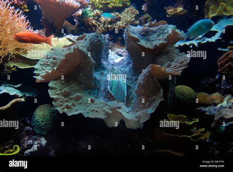 Giant Clam Mollusc Mollusk And Coral Reef On Display At Chicago Shedd
