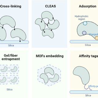 Schematic Representation Of Biomimetic Silicas Potential Applications