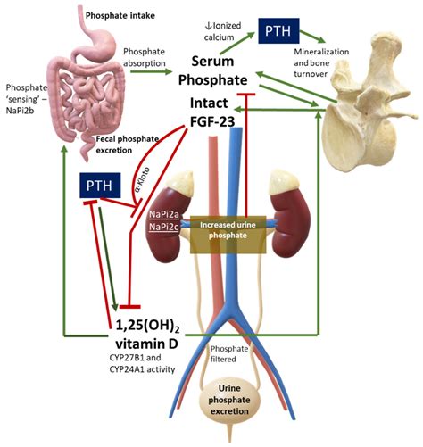 Parathyroid Hormone Phosphate