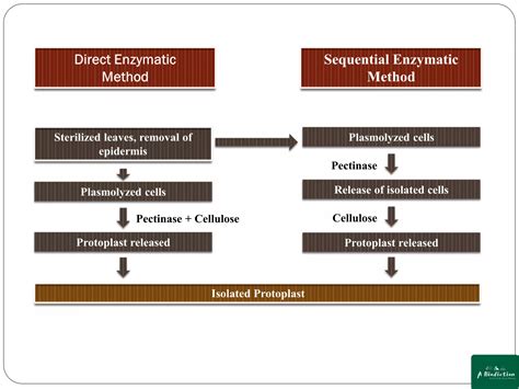 Plant Protoplast Isolation Purification And Culturing Pdf