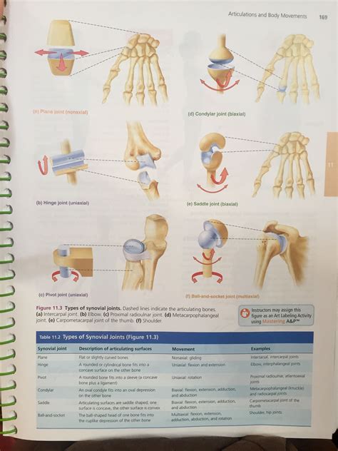 Art Labeling Activity Angular Movements Of The Joints Solved