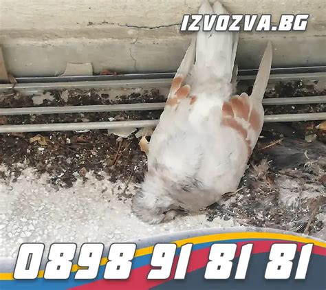 Разработване на план за дезинфекция след гълъби ИЗВОЗВА БГ