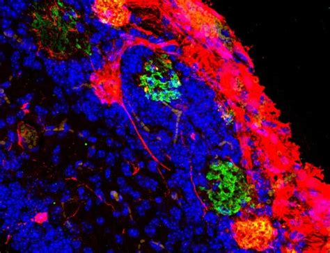 Scientists Breed Mouse Rat Hybrid Brains With Neurons From Both Species