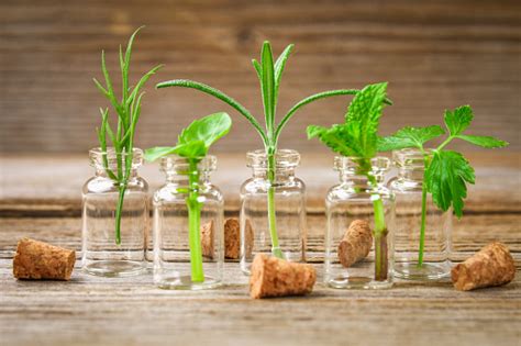 바 질 로즈마리 파 슬 리 딜 민트의 허브와 에센셜 오일의 병에는 오래 된 나무 배경 설정 건강관리와 의술에 대한 스톡 사진 및 기타 이미지 Istock