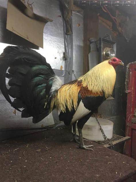 58 Best Images About Gamefowl On Pinterest Santiago The Philippines