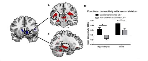 Functional Connectivity Of The Ventral Striatum The Figure Shows