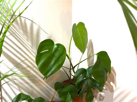 Rejoice Denhere 사진