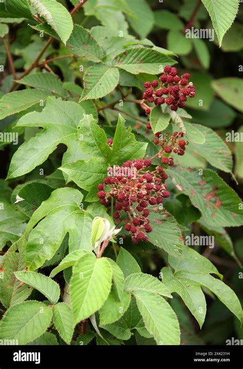 Hill Raspberry Mysore Raspberry Ceylon Raspberry Snowpeaks Raspberry