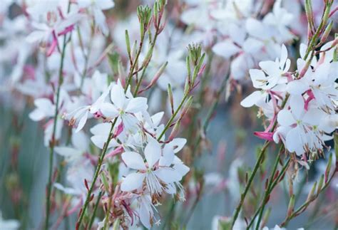 Gaura Lindheimeri White Gaura
