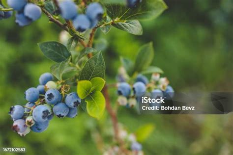 포레스트 블루 베리 신선하게 익은 블루베리의 배경 맛있는 야생 딸기 차 딸기 건강한 식생활 녹색 잎 0명에 대한 스톡 사진 및 기타 이미지 Istock