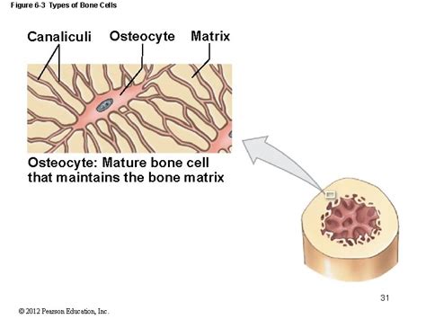 6 Lab Osseous Tissue And Bone Structure Power