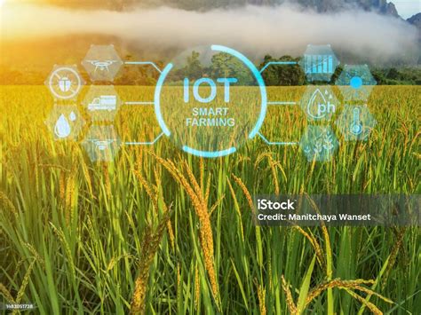 Smart Farming With Iot Growing Rice Farming With Infographics Smart Agriculture And Precision