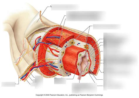 Layers Of The Digestive System Diagram Quizlet
