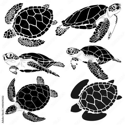 Graphic Sea Turtle Vector Illustration Of Sea Turtle Vector Of Turtle Design On A White