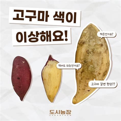 프리미엄 농산물 브랜드 도시농장 딱 3가지 재료로 즐기는 K 디저트 오븐도 필요없어요 10분이면 완성되는 초간단 레시피🥮 밤고구마 율란 알려드릴께요 재료