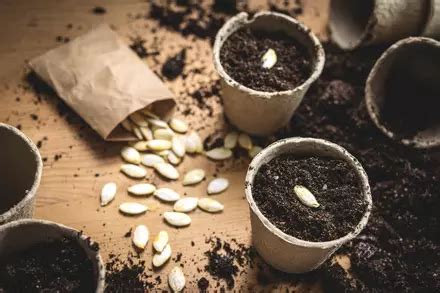 Seed Sowing Guide Garden Tips Garden Centres Canada