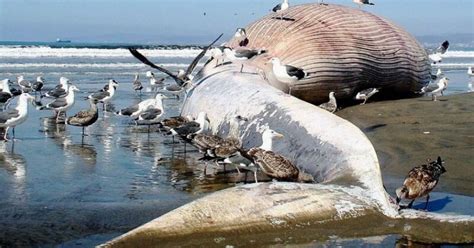 대왕고래 안에 44kg 플라스틱 산 하루 1천만 개 미세플라스틱 삼켜