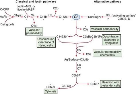 The Complement System Obgyn Key