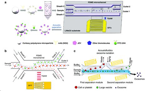 Acoustofluidic Separation Of Bionanoparticles A Separation Of Japanese Download Scientific