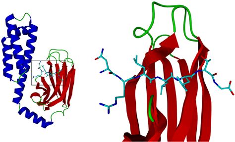 Dnak Bound To A Substrate Peptide Left Substrate Binding C Terminal Download Scientific