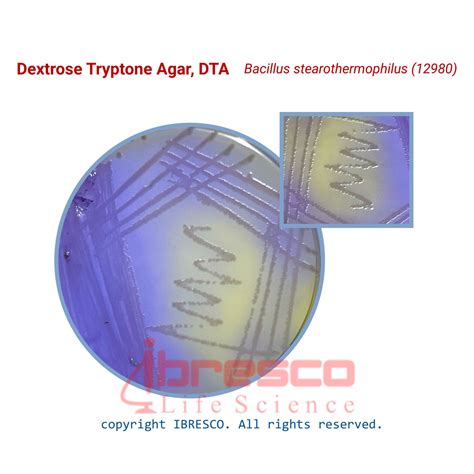 Dextrose Tryptone Agar Dta دکستروز تریپتون آگار Ibresco