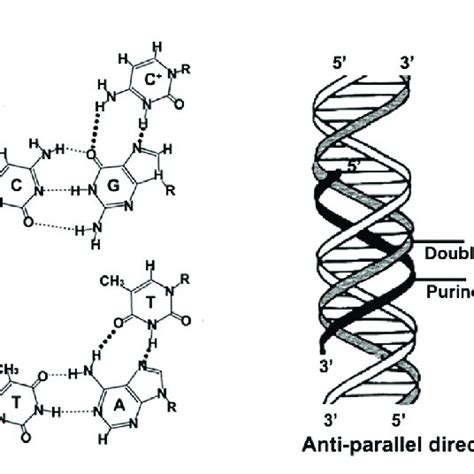 Triplex Binding Code In The Pyrimidine Rich And Purine Rich TFO Motifs